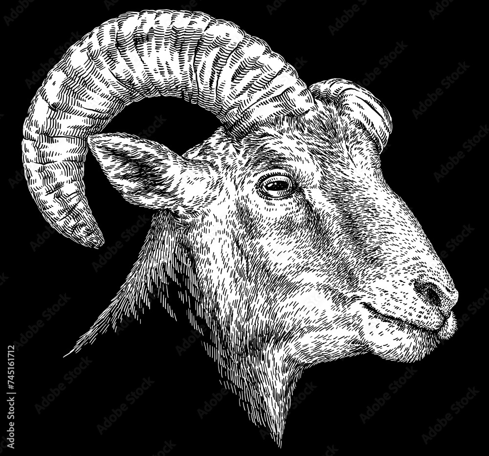 Vintage engraving isolated lamb set illustration ram ink sketch. Farm ...