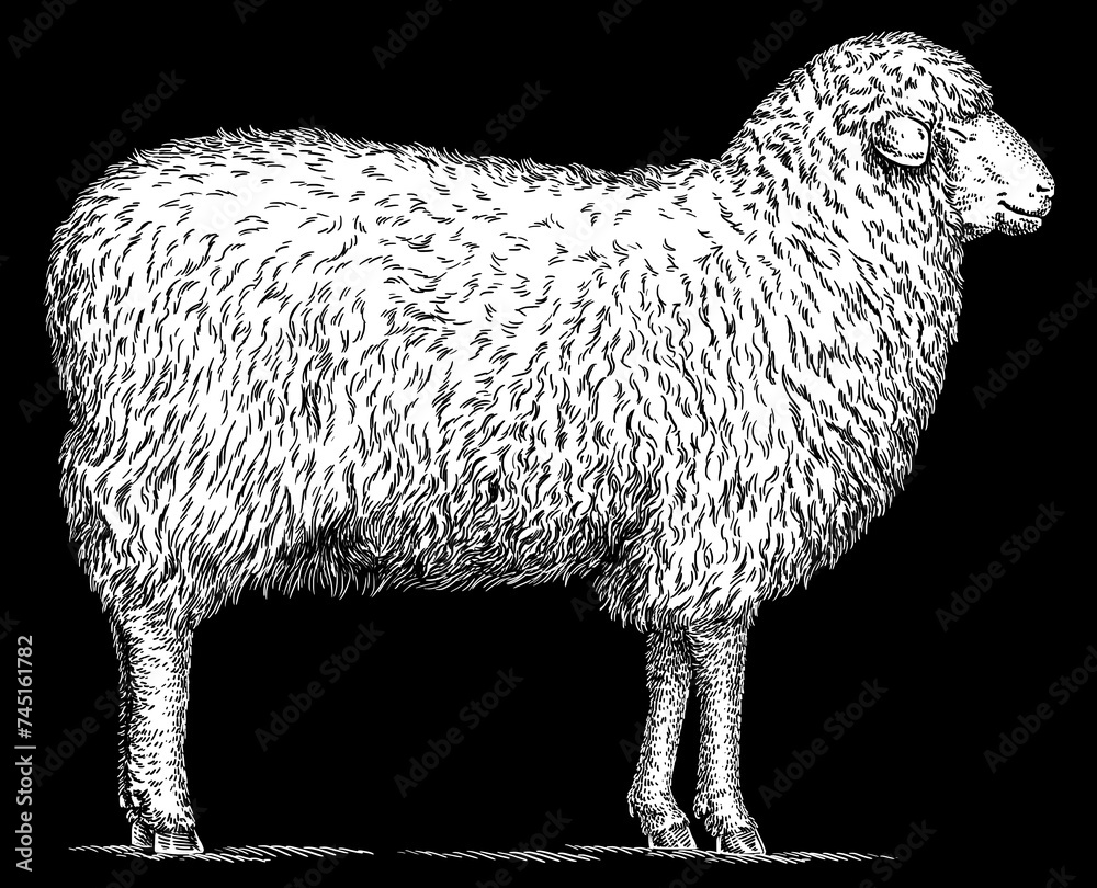 Vintage engraving isolated lamb set illustration ram ink sketch. Farm ...
