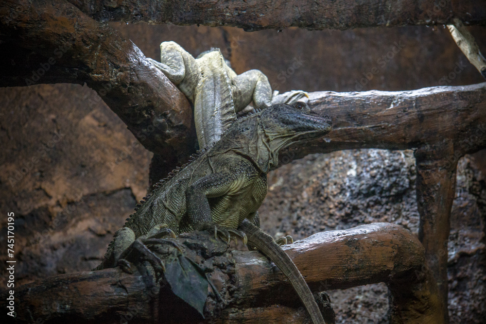 The Moluccan sail-finned lizard or Ambon sailfin dragon (Hydrosaurus ...
