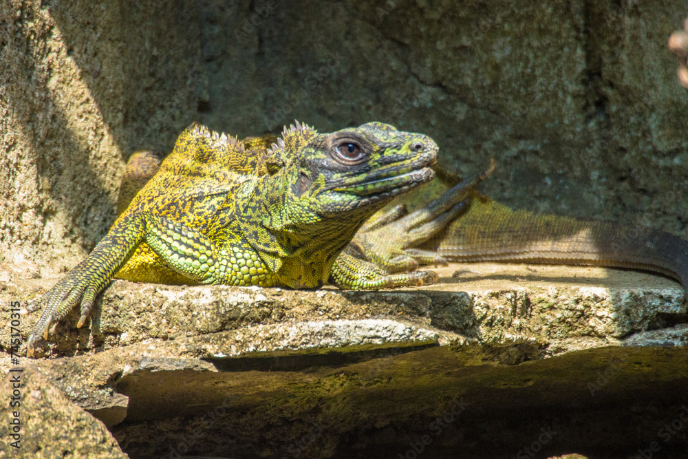 The Moluccan sail-finned lizard or Ambon sailfin dragon (Hydrosaurus ...