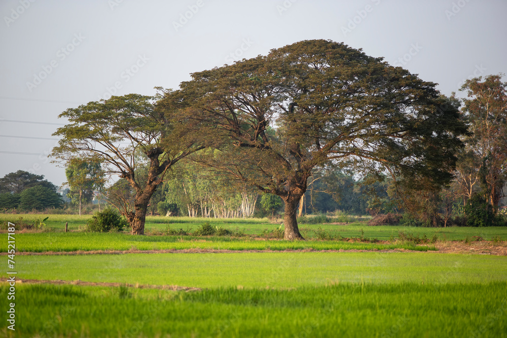 Rain tree (Samanca Saman (Jacq) Merr.) in countryside of asia with ...
