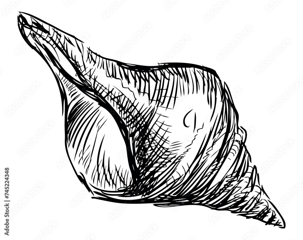 Hand drawing of single mollusc seashell, black and white vector sketch ...