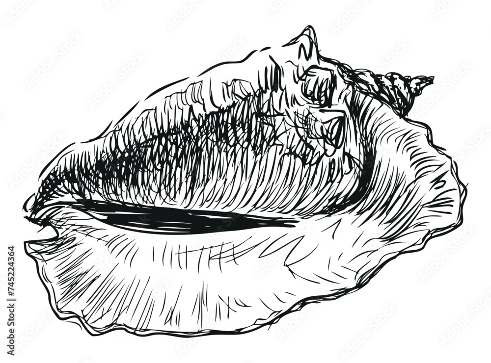 Hand drawing of single big seashell, black and white vector sketch ...