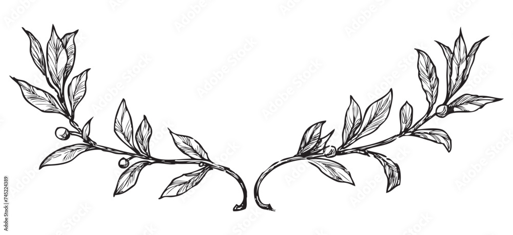 Hand drawing of two laurel branches, black and white vector ...