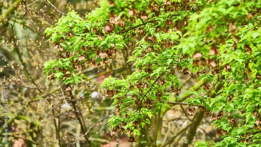 Stockvideon Acer tataricum ginnala (Amur maple) is plant species with ...