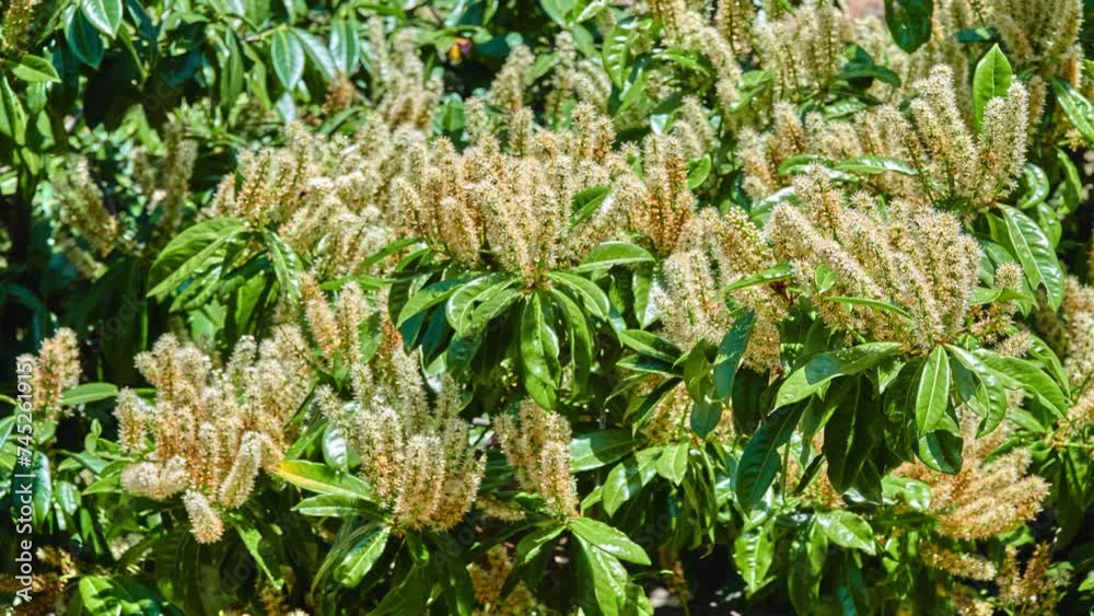 Prunus laurocerasus, also known as cherry laurel, common laurel and ...