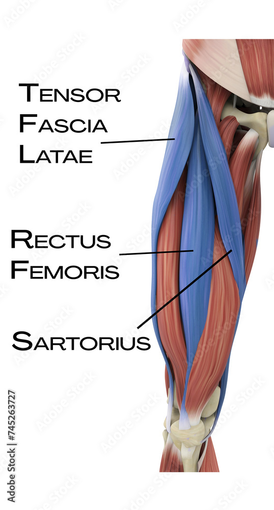 ASIS switches on superficial front line - fascia latae, rectus femoris ...