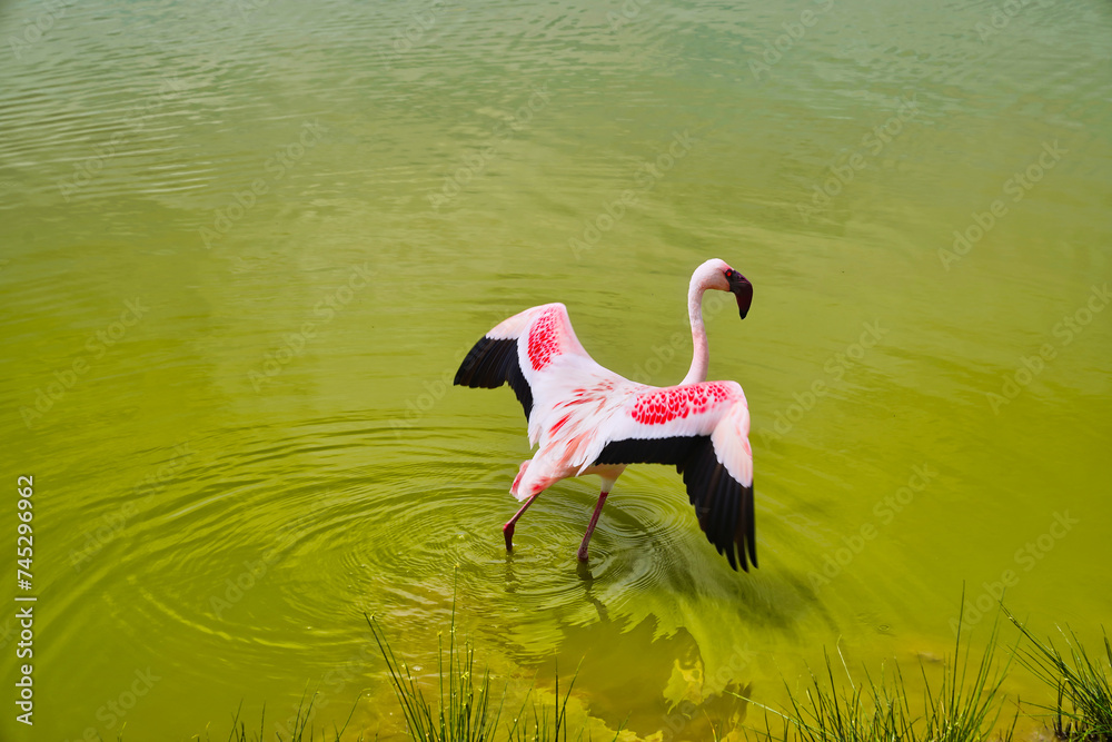 A beautiful pink colored lesser flamingo takes off from the nutrient ...