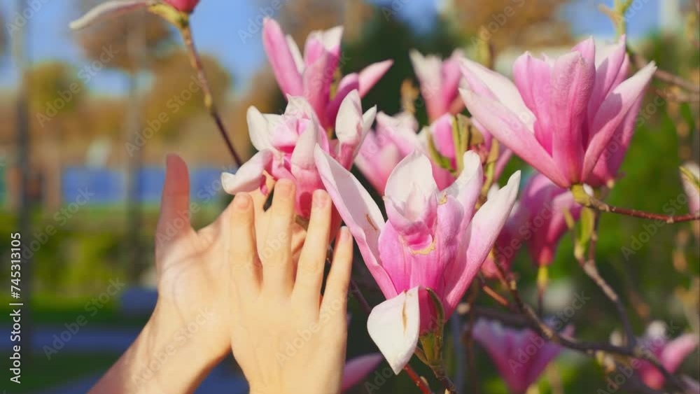 close-up shot female hands hugging gently touching pink magnolia flower ...