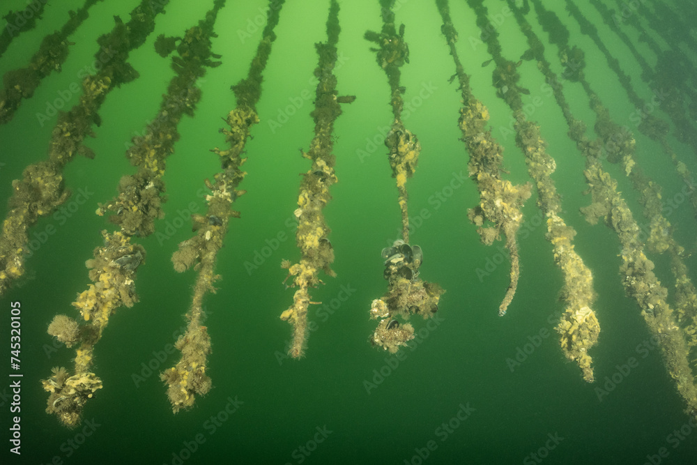 mussel farm underwater. shellfish grow on ropes suspended from the ...