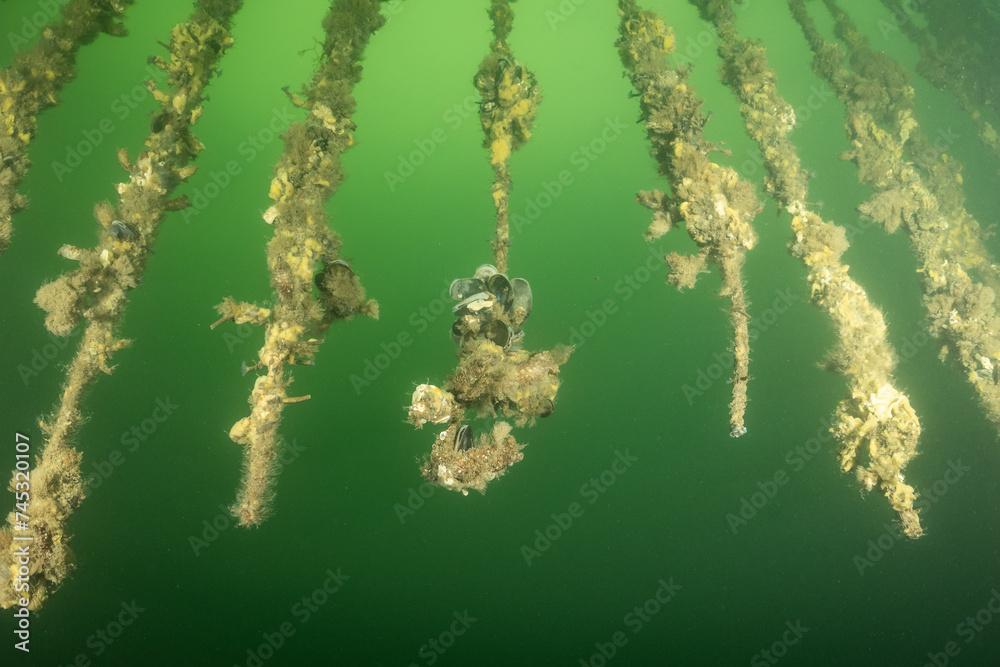 mussel farm underwater. shellfish grow on ropes suspended from the ...