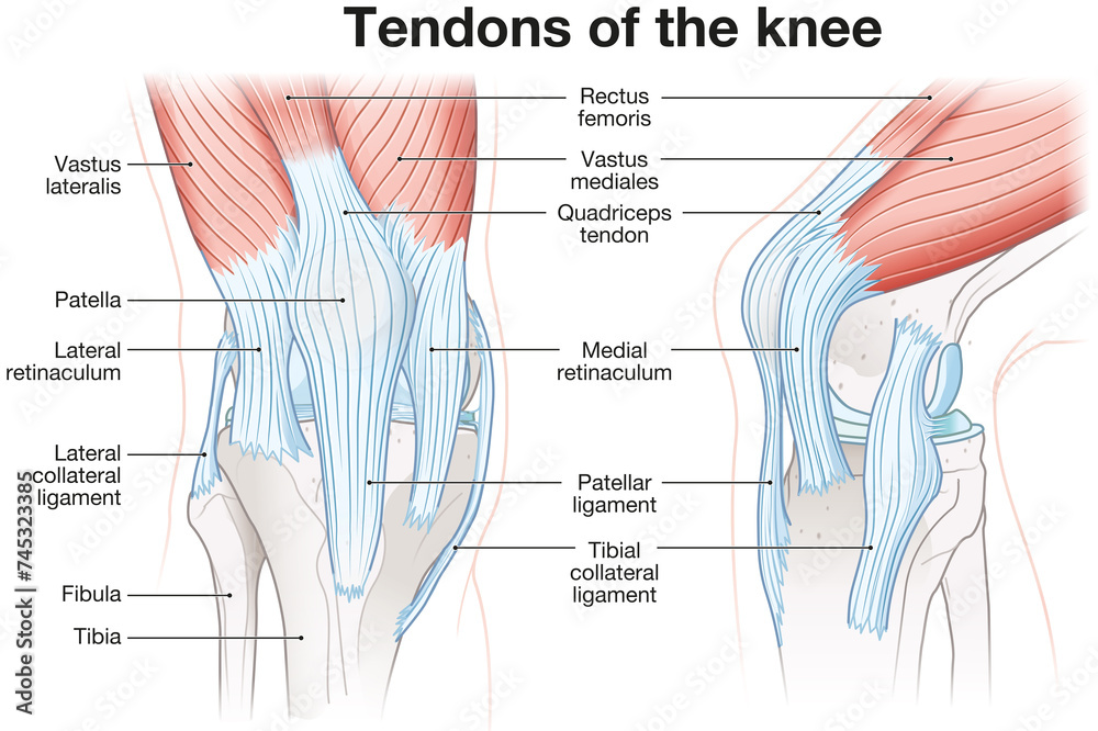 Tendons of the knee, Anatomy. Labeled Illustration Stock Illustration | Adobe Stock