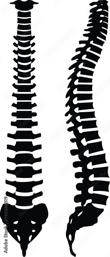 Human Spine svg, Spine svg, Cut File circut, silhouette cameo, Instant Download, SVG, PNG, EPS ...