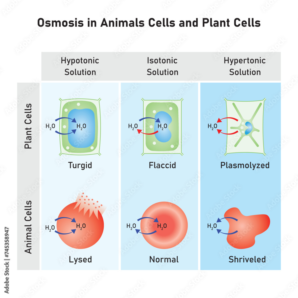 Osmosis in Animal Cells and Plant Cells Scientific Design. Vector ...