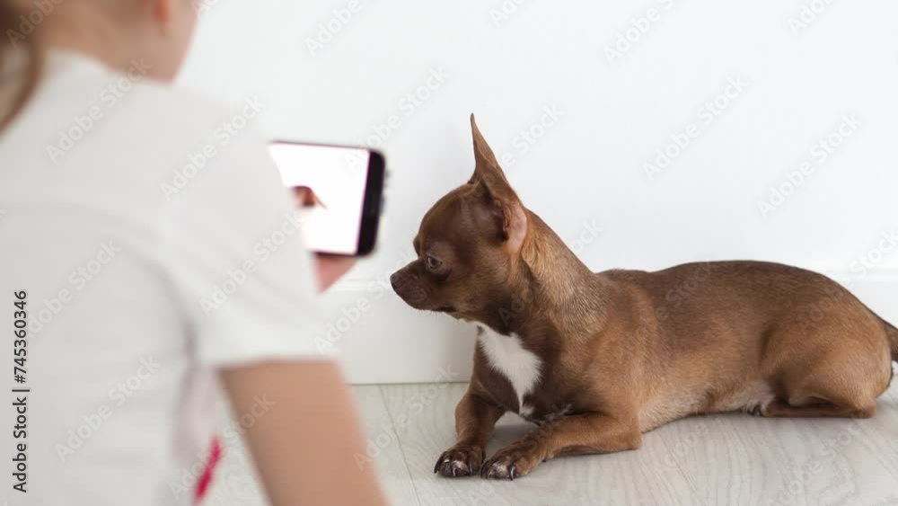 Vidéo Stock veterinarian with dog. Take a photo of the dog on your ...