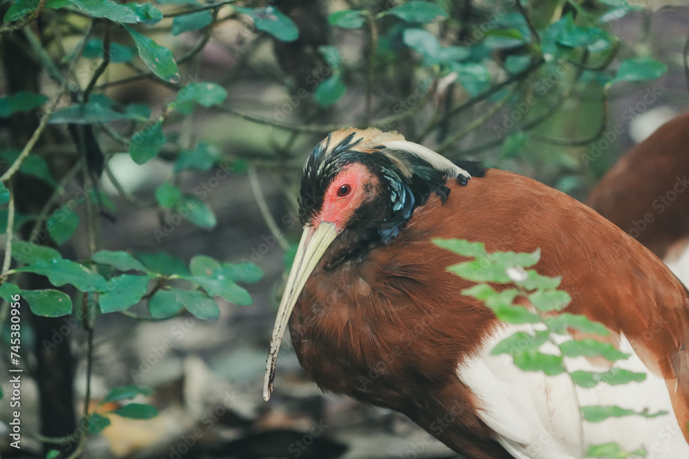 madagascar ibis bird portrait, madagascar crested ibis, white-whinged ...