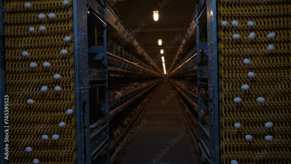 Egg production factory. White hens lay eggs in a fully automated ...