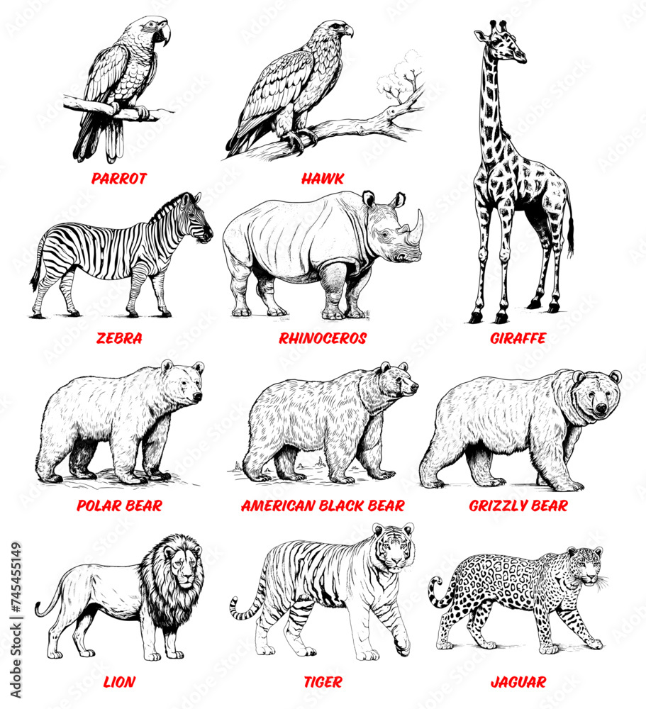 Collection of drawn Animals. Sketch illustration. parrot, hawk, zebra ...