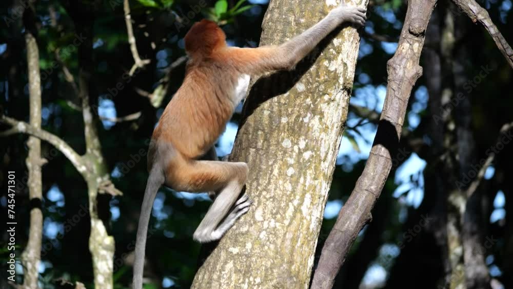 Vidéo Stock Selective focus proboscis monkey in the wild, sitting on tree, at mangrove forest at ...
