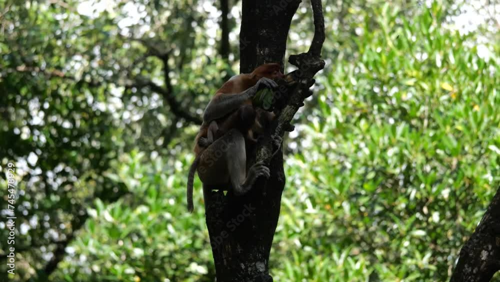 proboscis monkey (Nasalis larvatus) is sitting on a tree. Proboscis ...