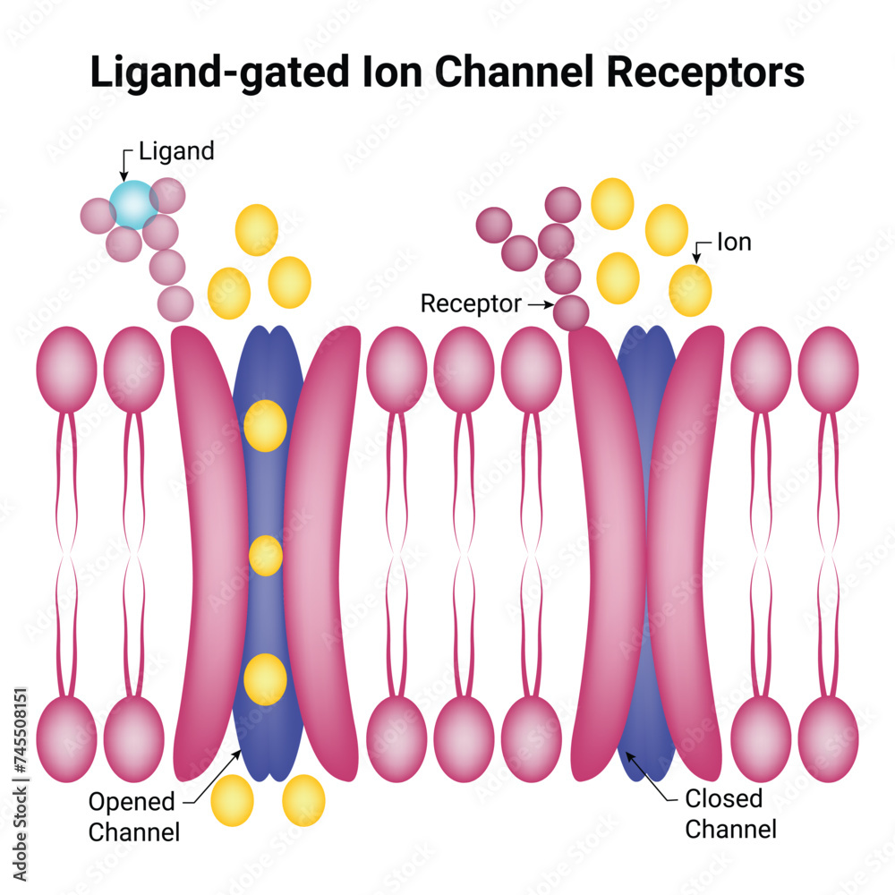 Ligand Gated Ion Channel Receptors Science Design Vector Illustration ...