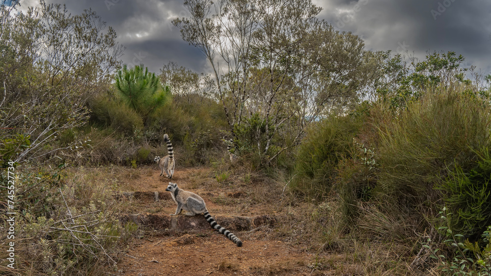 Ring-tailed lemurs catta, endemic to Madagascar, walk along a dirt path ...