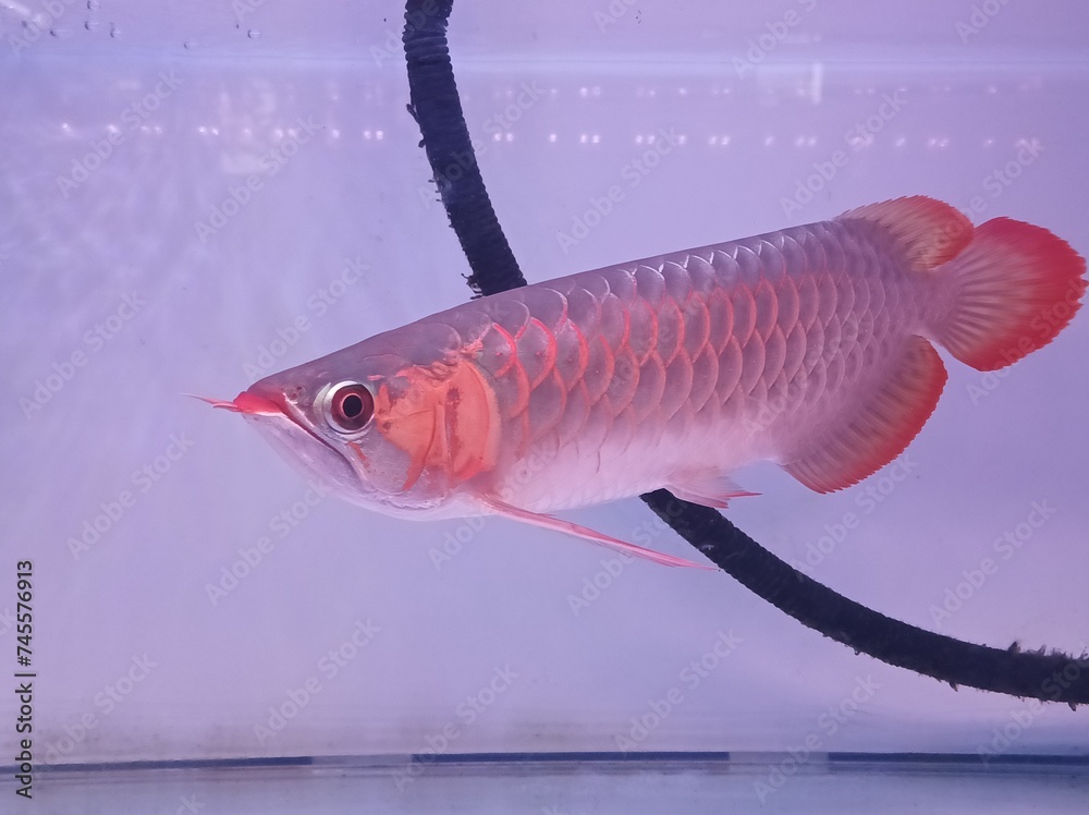 red arwana fish in the aquarium Stock Photo | Adobe Stock