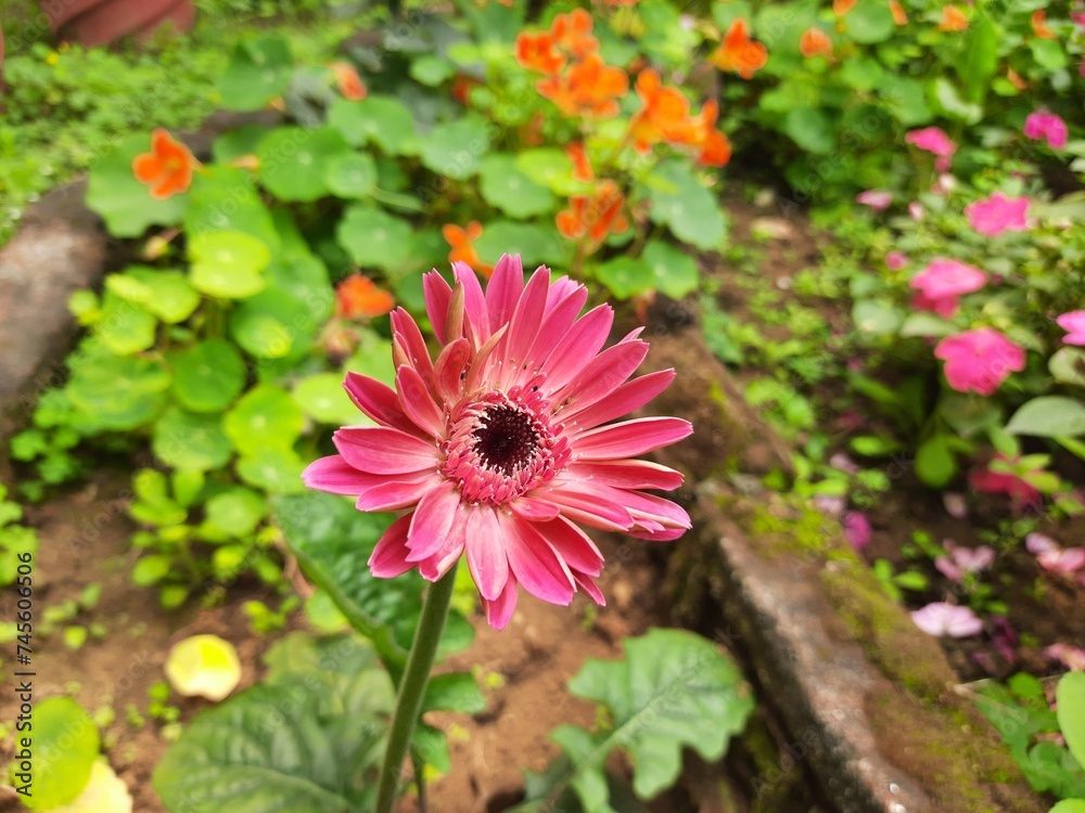 Gerbera flower. Its plants in the Asteraceae family. Gerbera is also ...