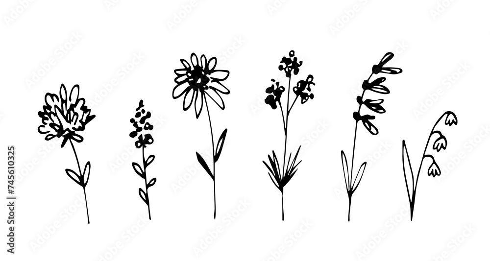 Vetor de Simple black outline vector drawing. Wildflowers set. Meadow ...