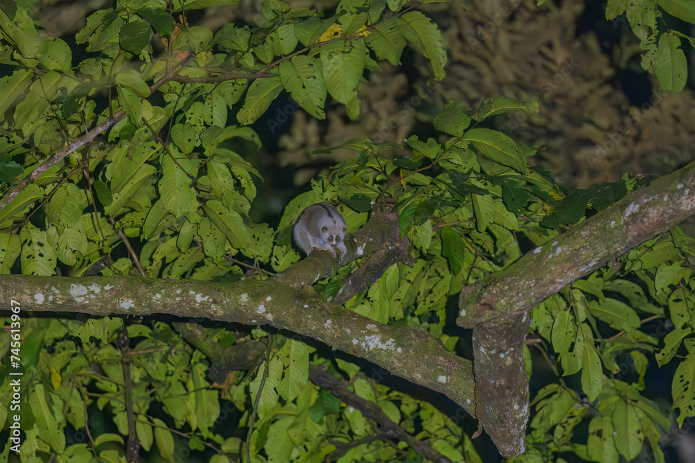 Bengal slow loris (Nycticebus bengalensis) or northern slow loris at ...