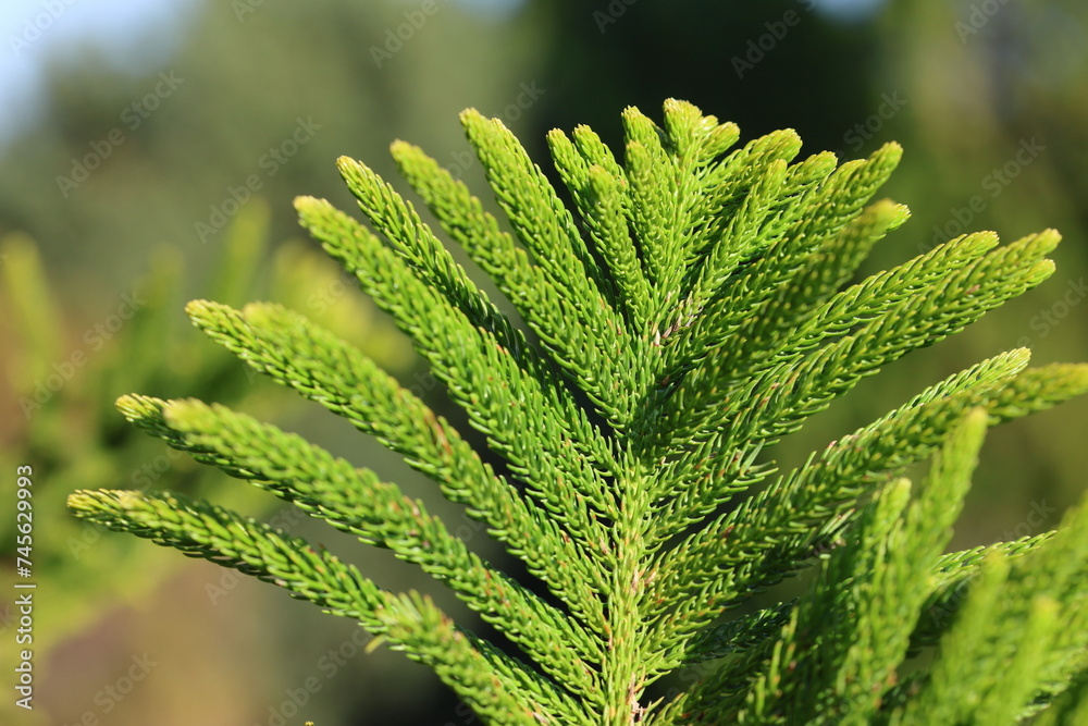 Araucaria heterophylla (synonym A. excelsa) is a species of conifer. As ...
