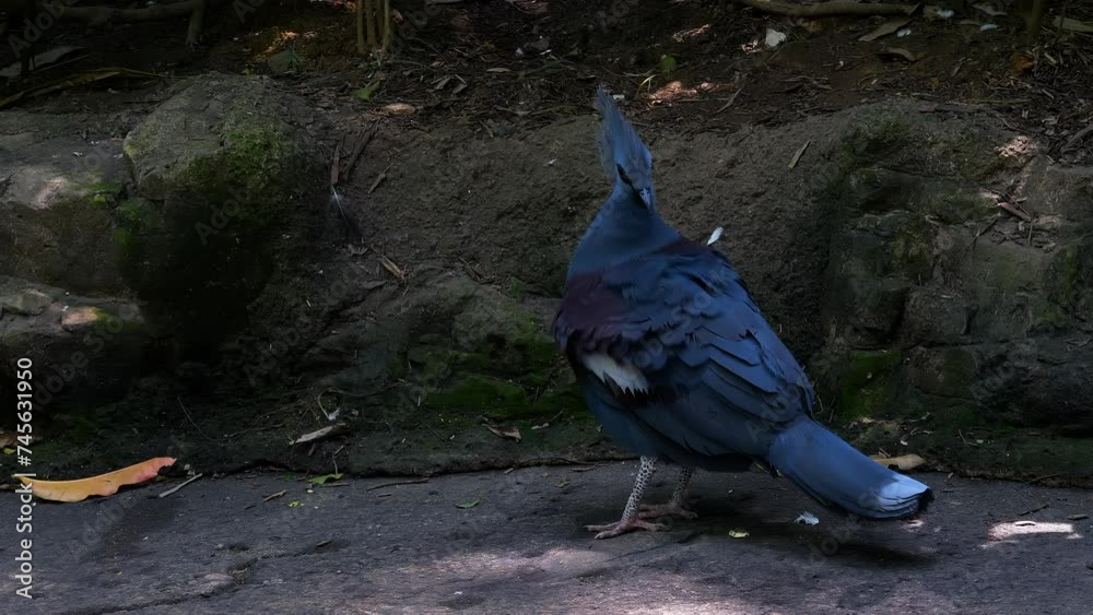 The western crowned pigeon (Goura cristata), also known as common ...