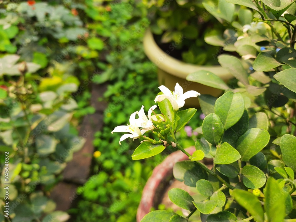 Murraya paniculata flower. Its other names orange jasmine, orange ...