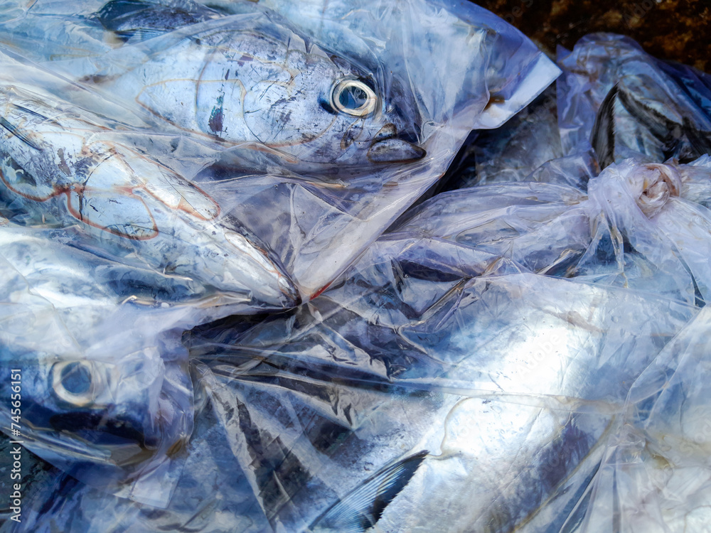 Fresh tuna that has just been caught is then weighed and wrapped in ...