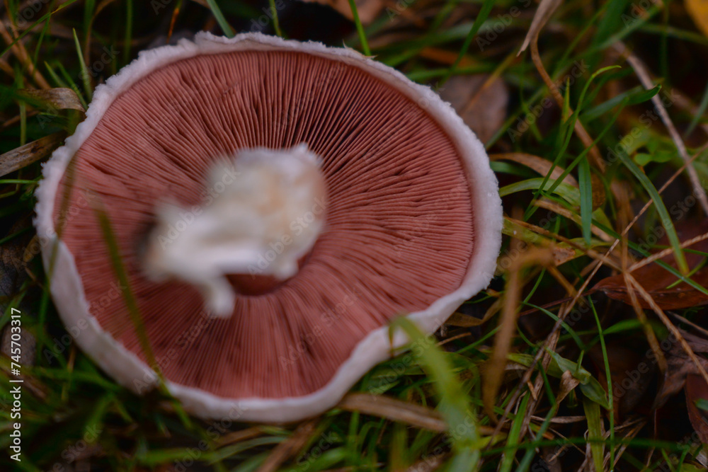 Identification of Agaricus campestris fungal plants in their natural ...