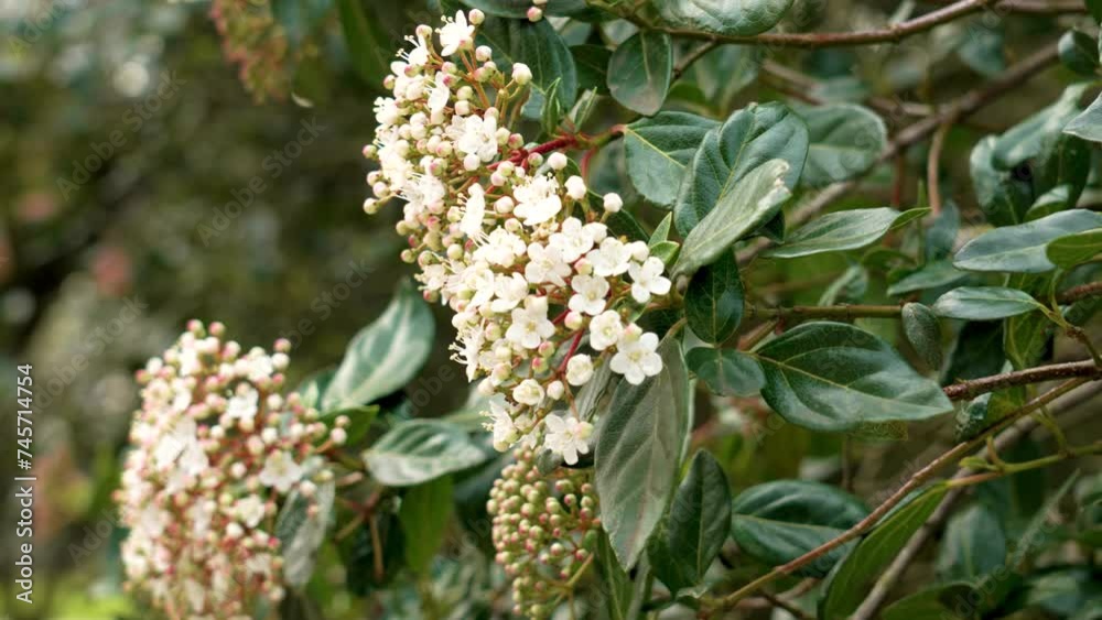 White tiny flowers of Viburnum tinus, the laurustinus, laurustine or ...