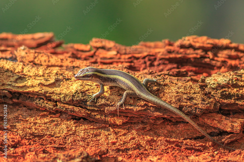 African striped skink lizard, Trachylepis striata. African lizard with ...