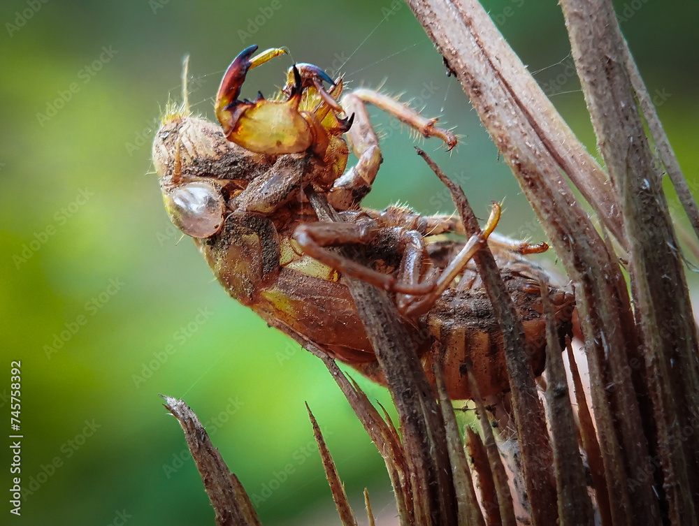 Cicadidae Shell. The cicadas are a superfamily, the Cicadoidea, of ...