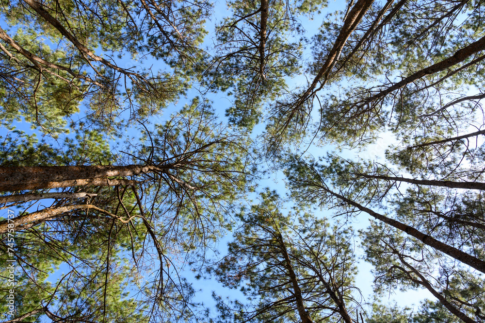 Looking up Pine tree forest with sunlight and natural landscape. View ...