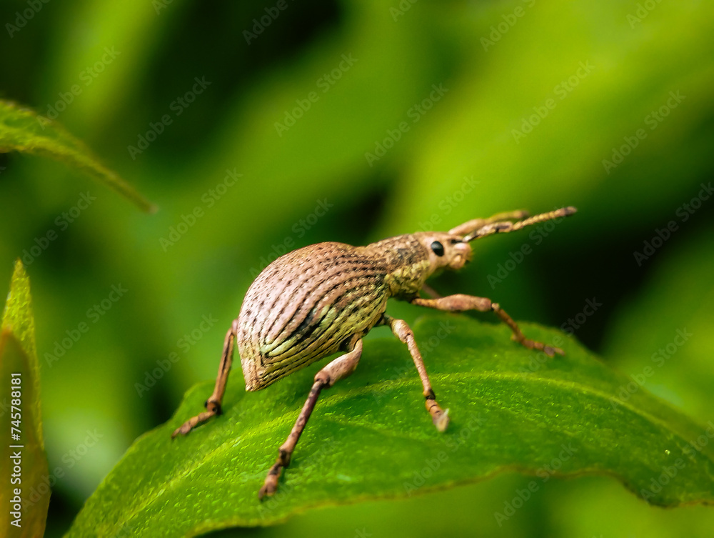 Weevils are beetles belonging to the superfamily Curculionoidea, known ...