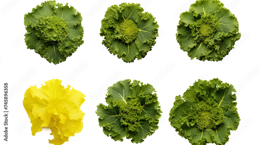 Mustard Greens Isolated on Transparent Background: Vibrant 3D Digital ...