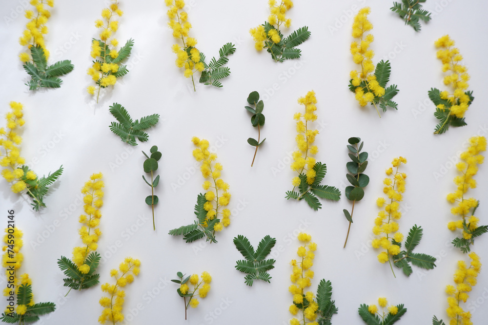 Spring floral background. Mimosa flowers and green leaves composition ...