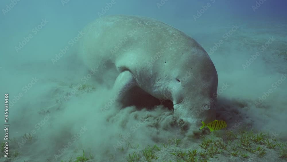 Slow motion, Se Cow or Dugong (Dugong dugon) eating Smooth ribbon ...
