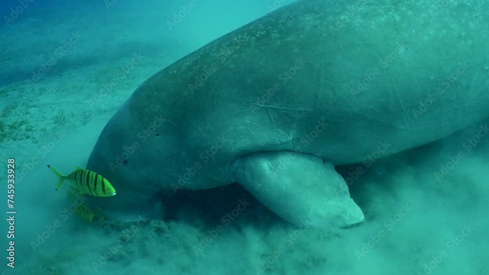 Top view on Se Cow or Dugong (Dugong dugon) eating Smooth ribbon ...