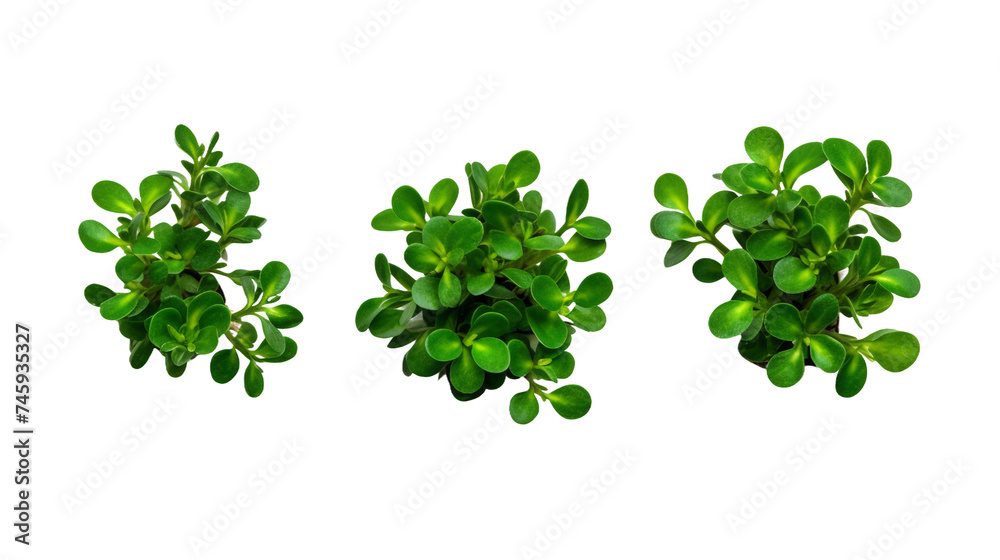 Purslane Botanical Collection: Organic Edible Plant Leaves for Healthy ...
