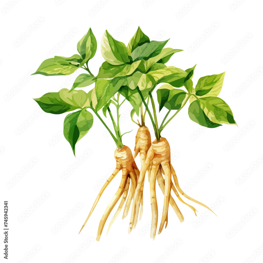 Watercolor Painting a plant of ginseng (Panax), with leaves, roots ...