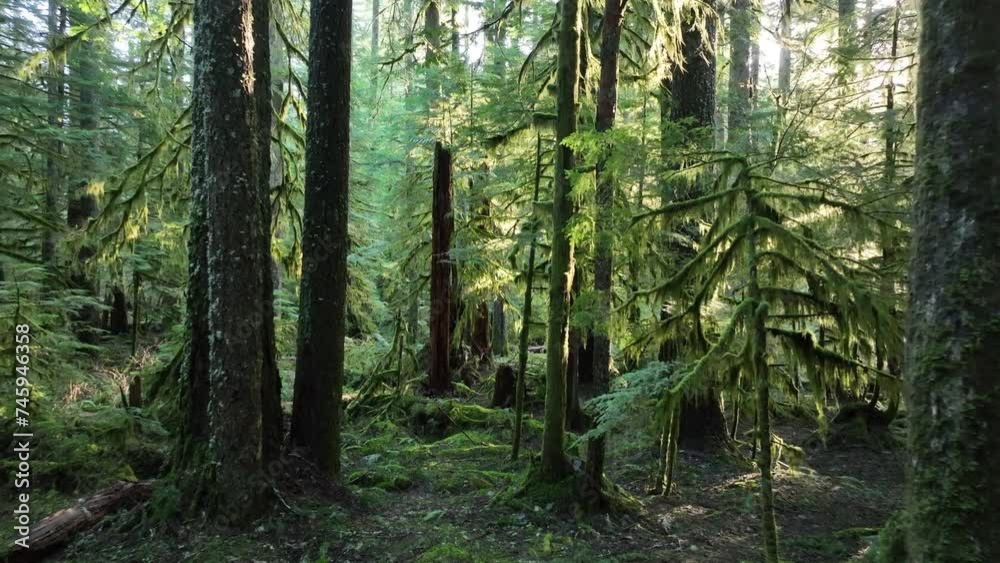 A green, mossy, Pacific Northwest forest thrives in Washington State ...