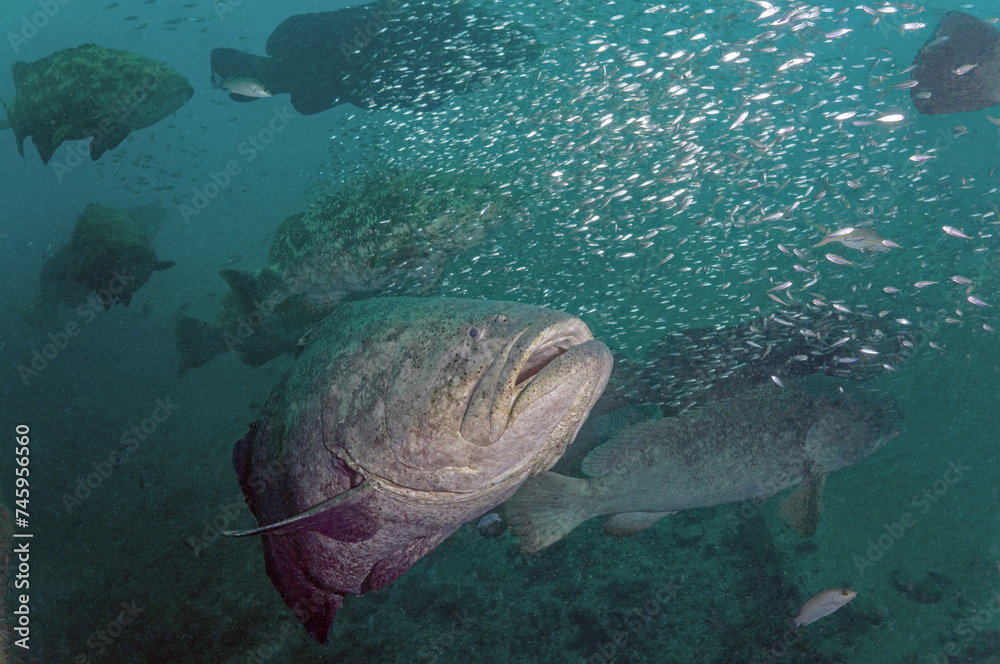 Scuba Diving West Palm Beach and Jupiter Florida. Goliath Grouper ...