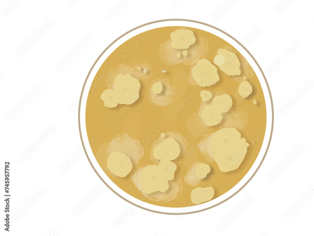 White beige colonies isolated of Candida albicans grow on Potato ...