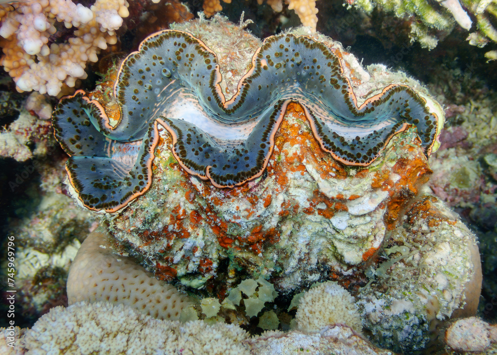 underwater world, cockle Giant Clam in the Red Sea Colorful and ...